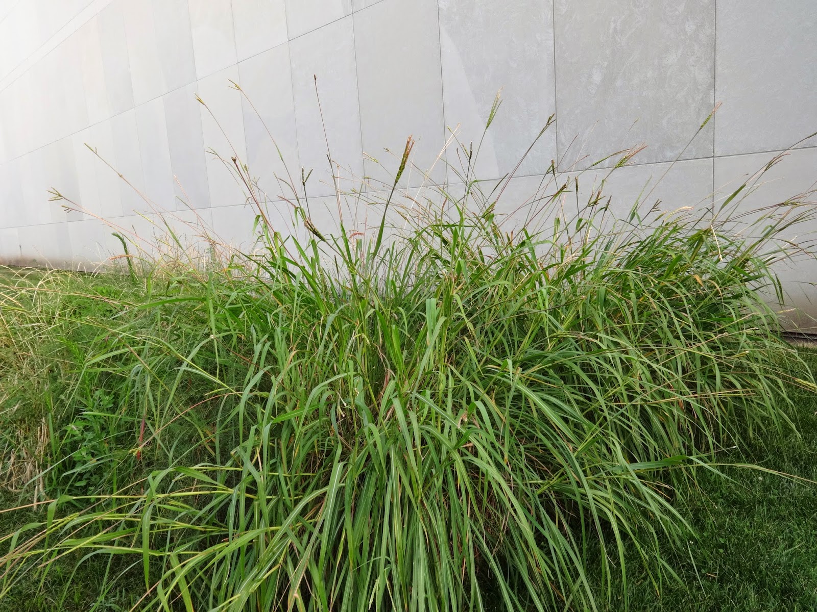 The Perennial Agriculturalist: eastern gamagrass