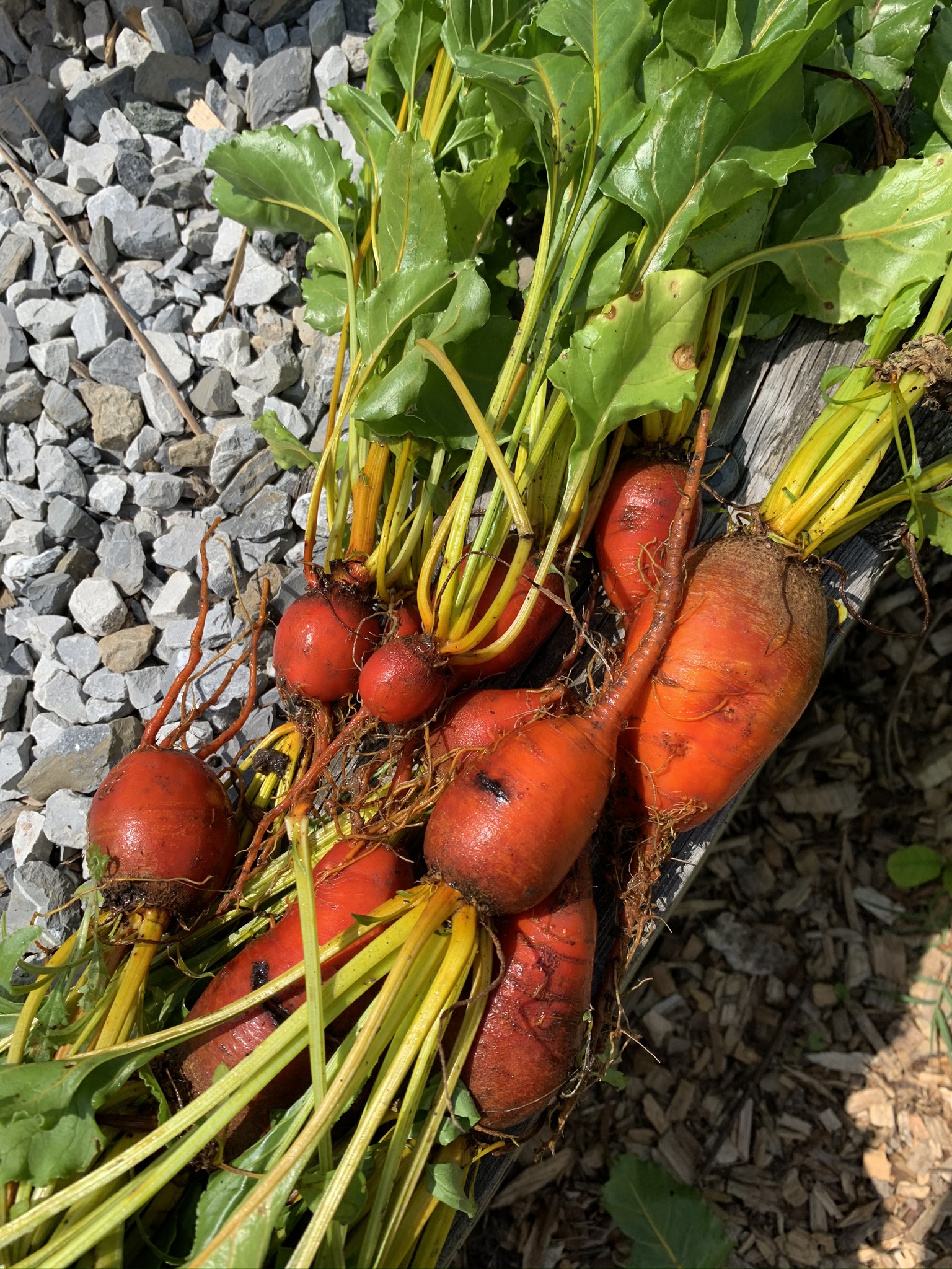 WashingtonGardener: Fenton Friday: You Can't Beet Them!