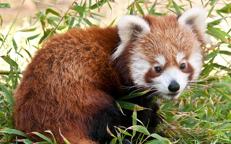 Osos pandas : Oso panda rojo