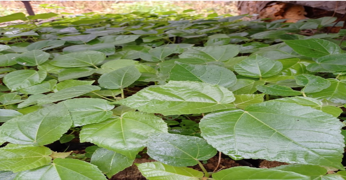 APA ITU KAYU BALSA, MANFAAT, DAN PELUANG - Blog-Inovasiandinfo