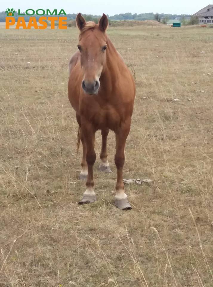 Heiksi blogi: „Vaevatud hobune sai kibekiirelt uued kingad!“