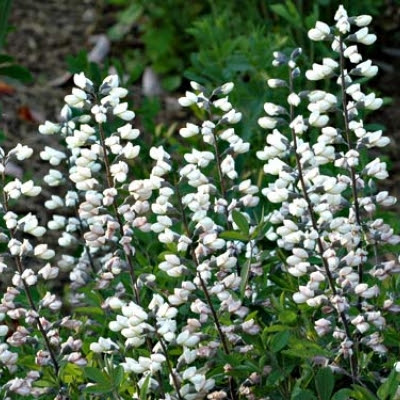 'Wayne's World' White Baptisia - A Great Deer resistant, Native Flower!