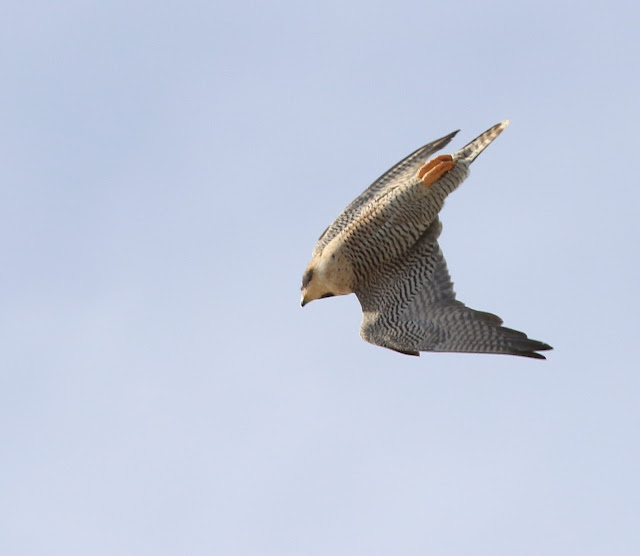rapaces diurnas de cataluña: 14-12-2019 Halcón peregrino cazando
