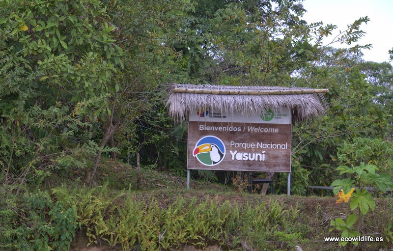 WILDLIFE&EXPEDITIONS: EL PARQUE NACIONAL YASUNI EN ECUADOR