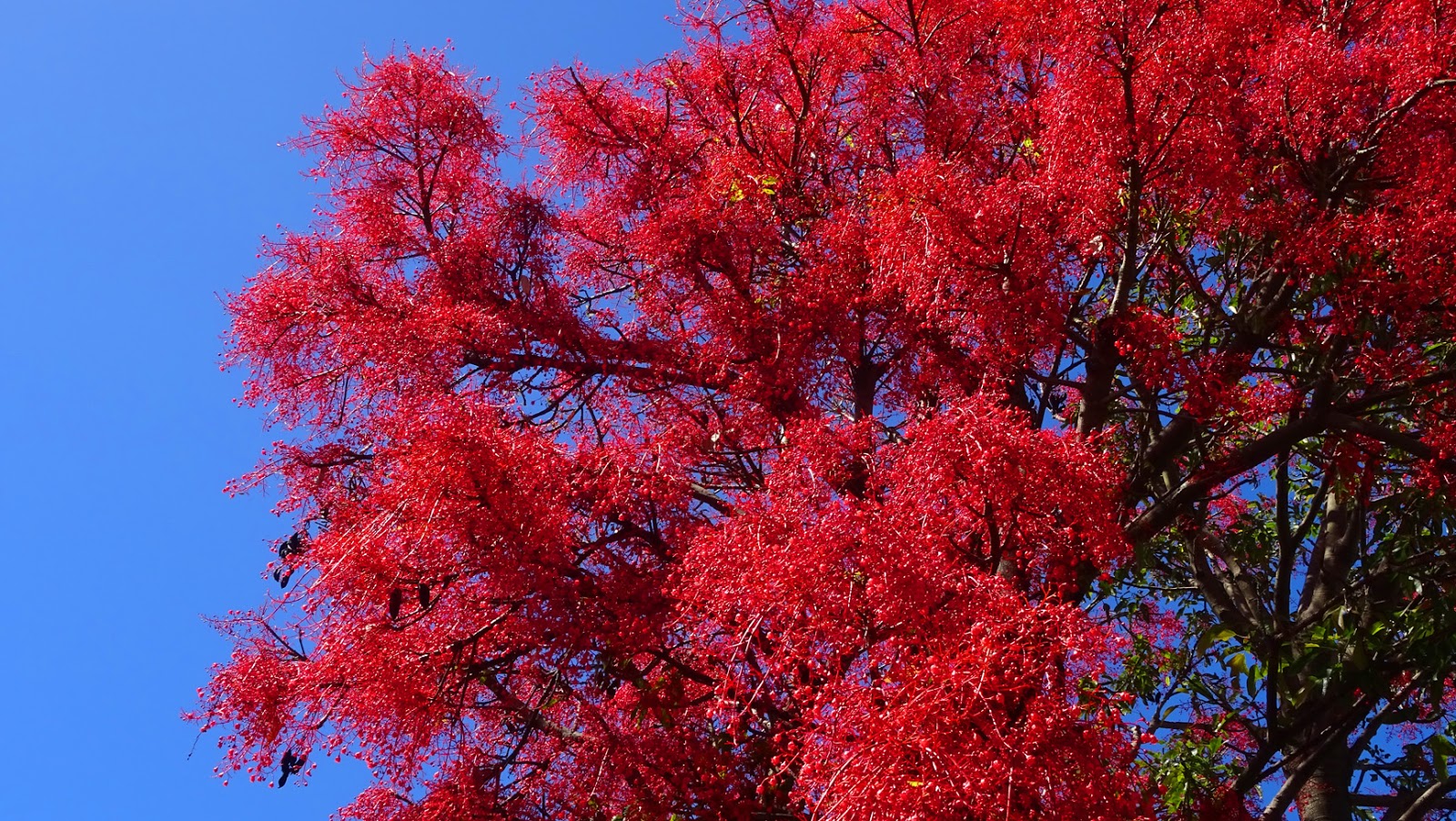 MAP: MELBOURNE STREET TREES 179 - ILLAWARRA FLAME TREE