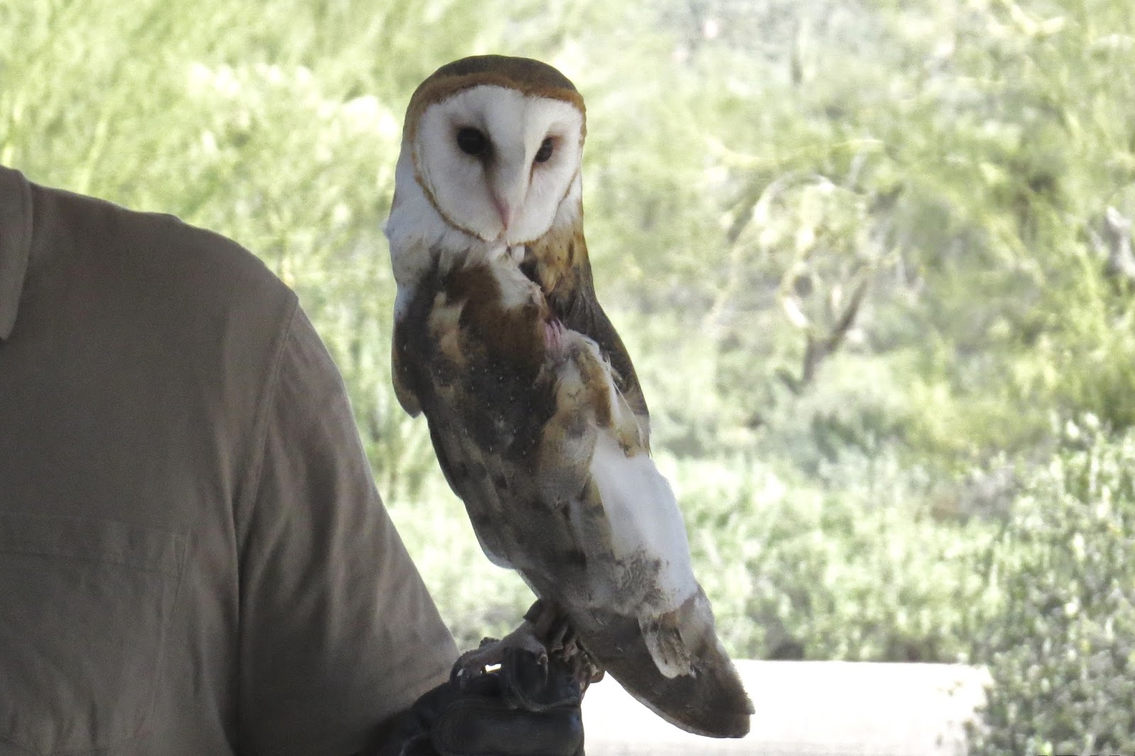 Babs' Birding Experiences : Base and Meridian Wildlife Area, Maricopa ...