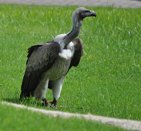 ZOOTOGRAFIANDO (6.100 ANIMALS): BUITRE DORSIBLANCO / AFRICAN WHITE ...
