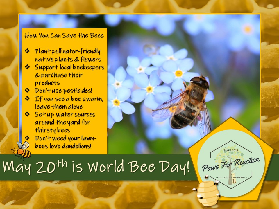 May 20 is World Bee Day: How you can protect the bees | Paws for Reaction