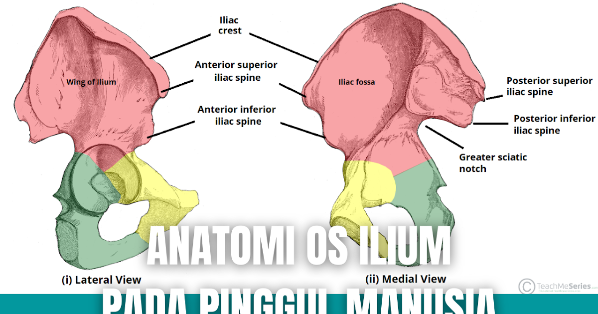 Anatomi Os Ilium Pada Pinggul Manusia - Anatomi Tutorial