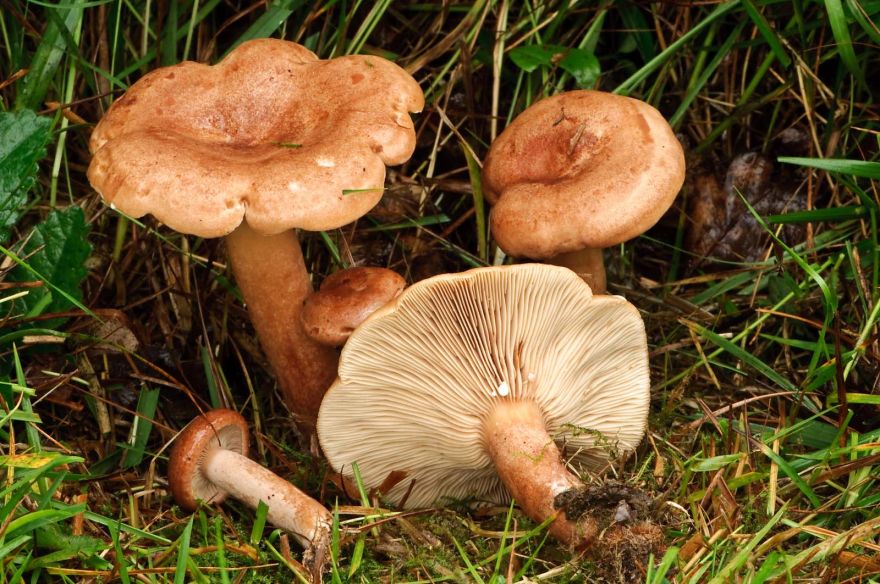 Living the Journey: Blessings for All Beings (September 24, 2017)