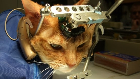Cat Chit Chat: Prominent feline geneticist wants more animal testing on ...