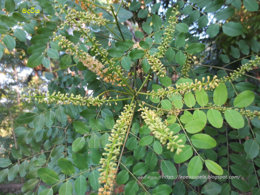 මදටිය [Madatiya] (Adenanthera pavonina) ~ අපේ ඔසුපැළ Medicinal Plants ...