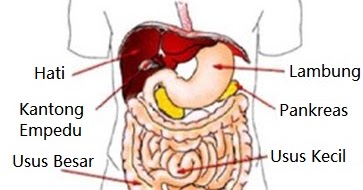 Selamat Datang Di Klinik Jerry: 15. Penyakit Organ Tubuh Usus, Usus ...