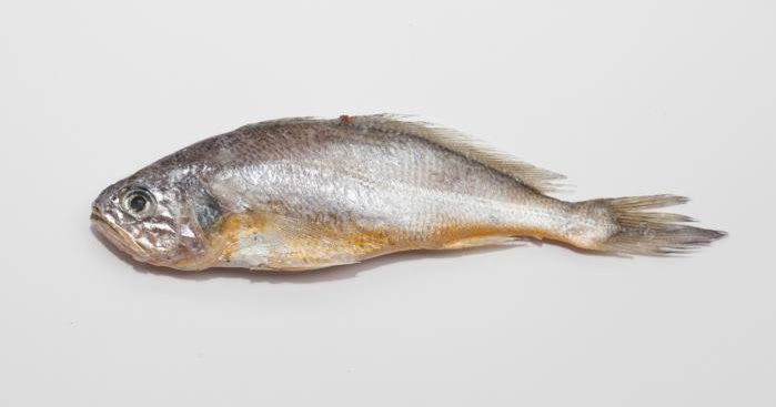 [Food] Gulbi (굴비, Dried Yellow Corvina) ~ peacebreeze