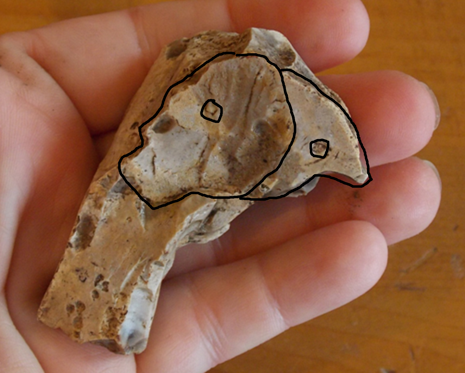 Archaeology of Portable Rock Art: Turkey head figure stone, including ...