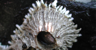 Salish Sea News and Weather: 1/8 Barnacle, salmon secret life, pipe ...