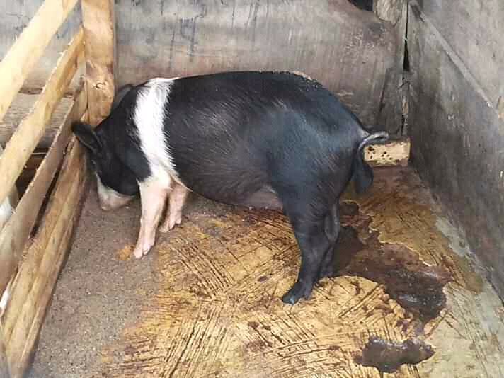 PIG FARMING-SWINE PRODUCTION HOGS-PIGLETS CARE FEEDS BREEDING-DISEASES ...