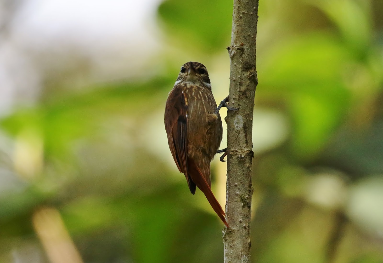 Nuestro bello mundo...: Pajareando en el Parque Nacional Macarao ...