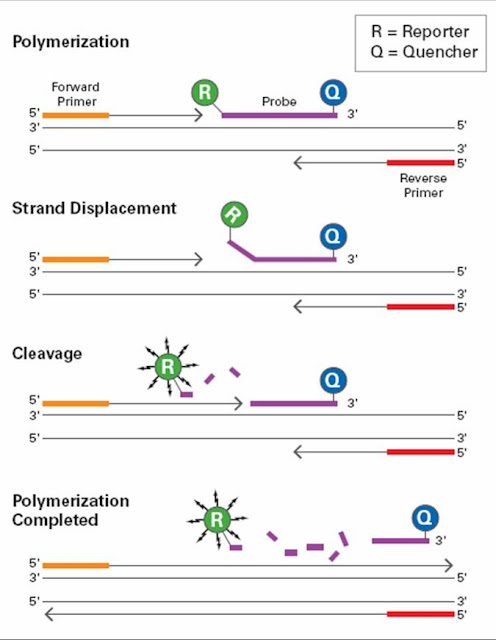 Bio Resource TaqMan Assay Vs SYBR Green Assay bio-resource-taqman-assay-vs-sybr-green-assay
