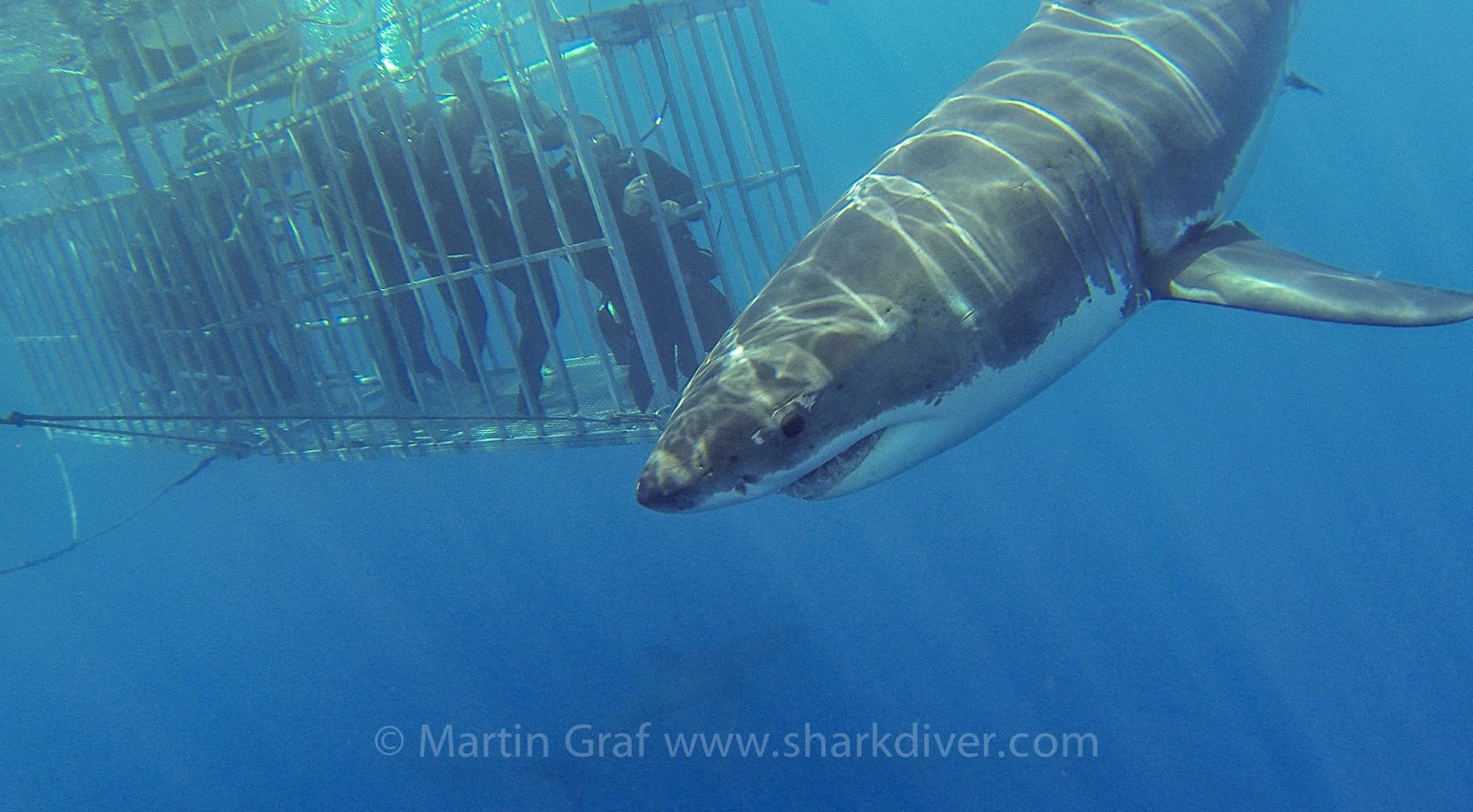 30 White Sharks and a pod of Orcas - SharkDiver