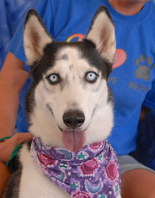 Juno, stunning young Siberian Husky for adoption.