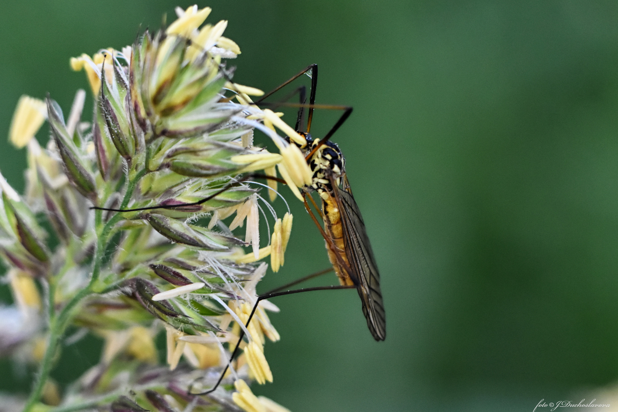 PŘÍRODA: Mouchy, brouci, tiplice