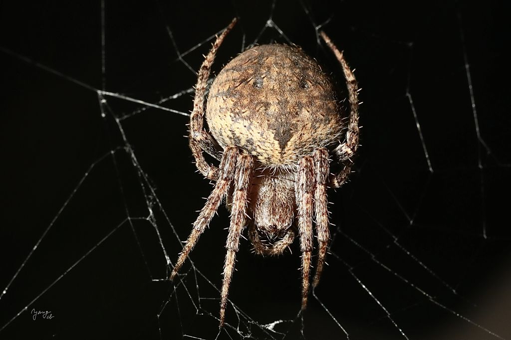 楊全斌: 茶色姬鬼蛛Neoscona punctigera