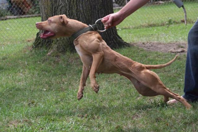 Conditioned vs. Skinny vs. Emaciated vs. Overweight vs. Obese | Puppy ...