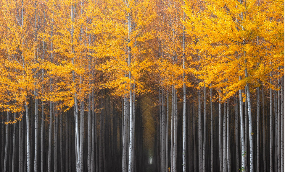 HD Wallpapers : Thick Grove Of Poplar Trees, Oregan