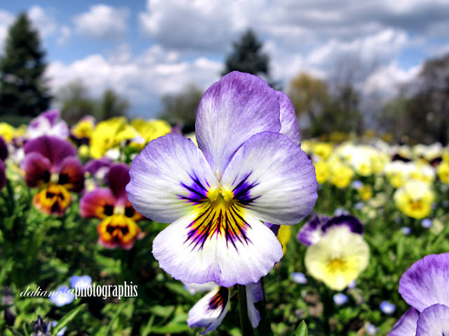 Photographis: Floriile - PALM SUNDAY