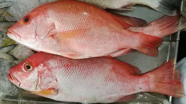 Is Red Snapper High In Mercury? - Red Snapper Fish, Red Snapper Fish ...