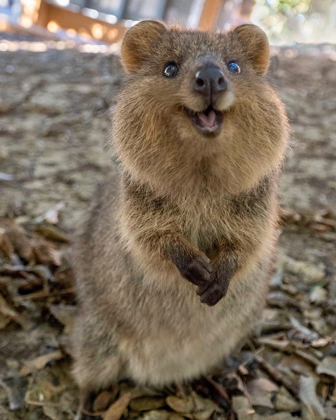 ANIMALS TIME : Cute Quokka time (hora del quokka tierno) Gallery 4 ANIMALS TIME : Cute Quokka time (hora del quokka tierno) Gallery 4