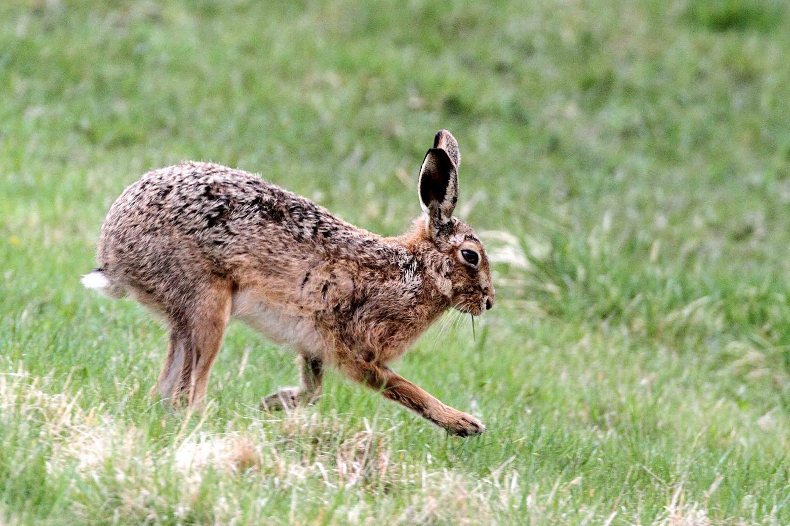 Darley Dale Wildlife: Brown Hare - relaxing