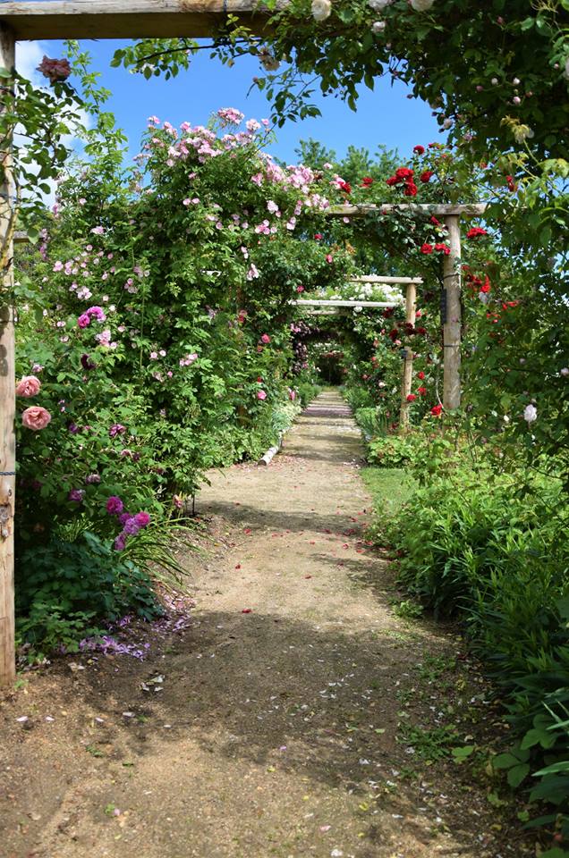 Promesse de roses: Une renaissance : la roseraie de Morailles (45)