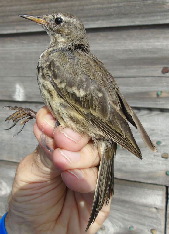 Hilbre Bird Observatory