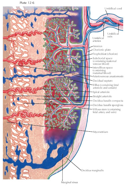 CIRCULATION IN PLACENTA - pediagenosis