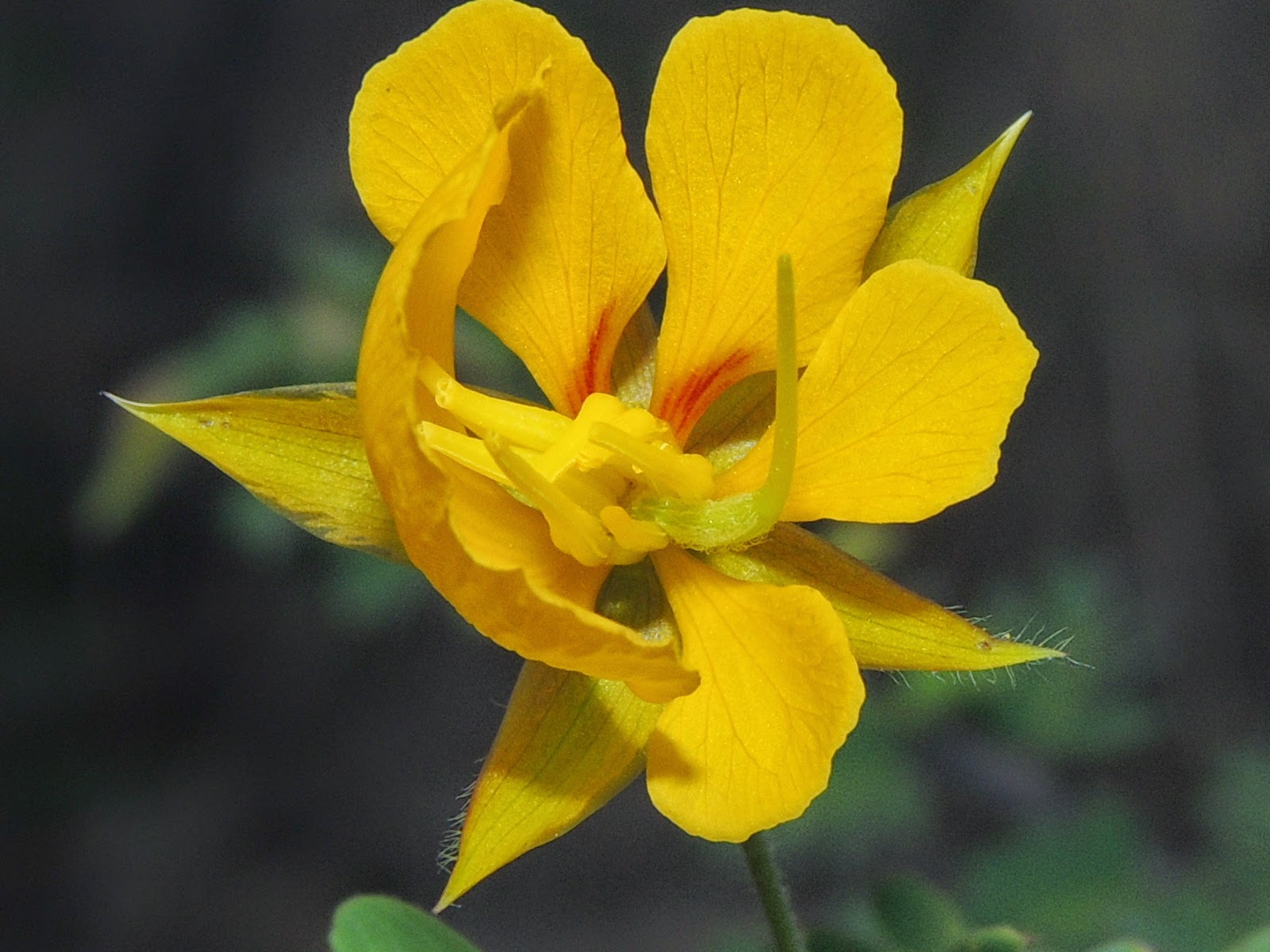 Fabaceae - Leguminosae no Brasil: Fabaceae - Chamaecrista tenuisepala ...