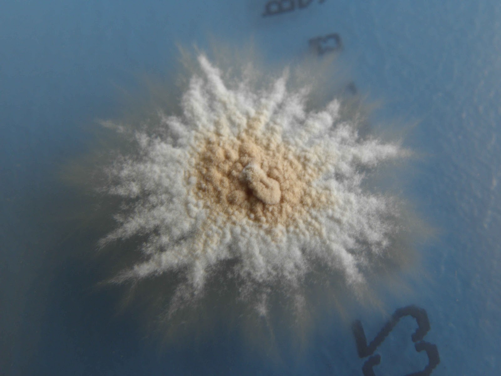 ATLAS MICOLOGIA: MICROSPORUM GYPSEUM