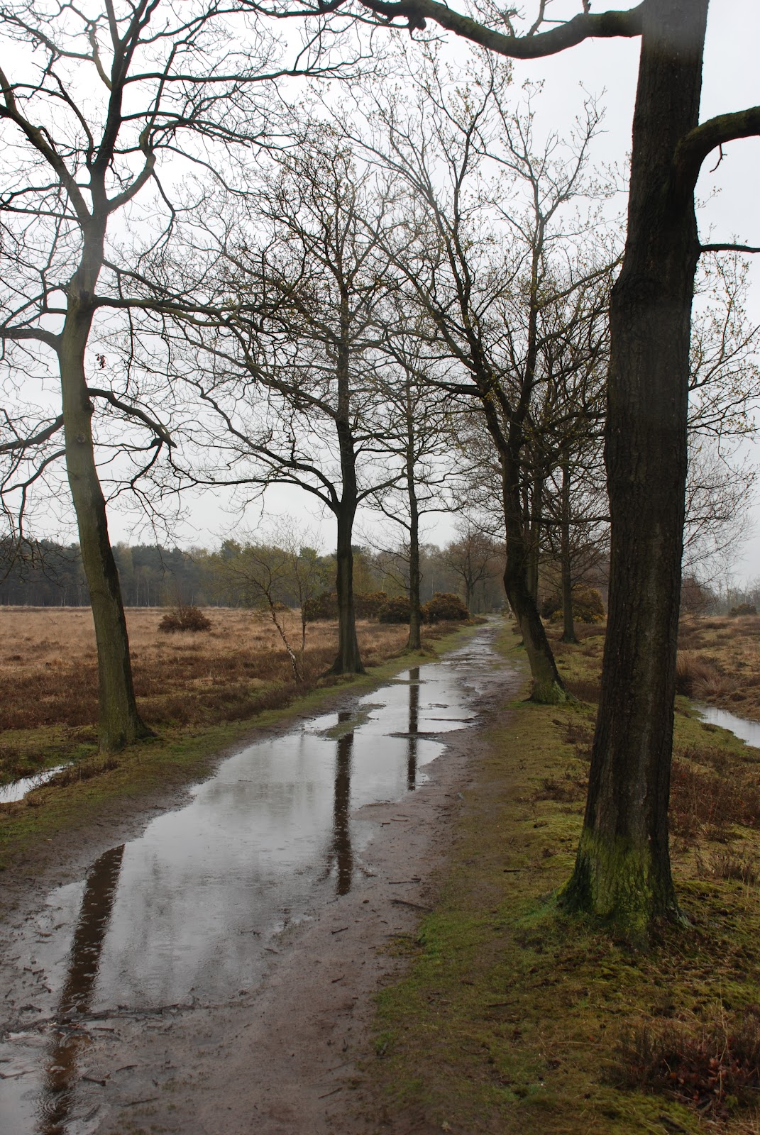 York Walks: Skipwith Common