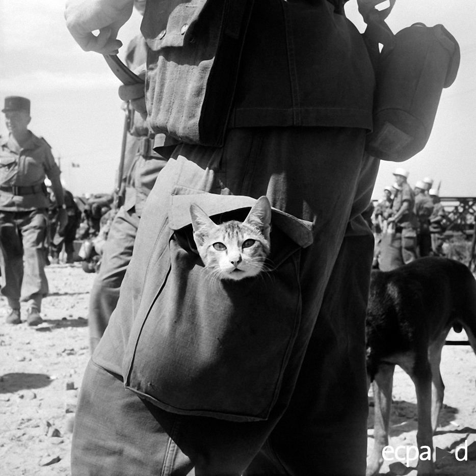 25 Vintage Photographs of Cats in the Army ~ Vintage Everyday