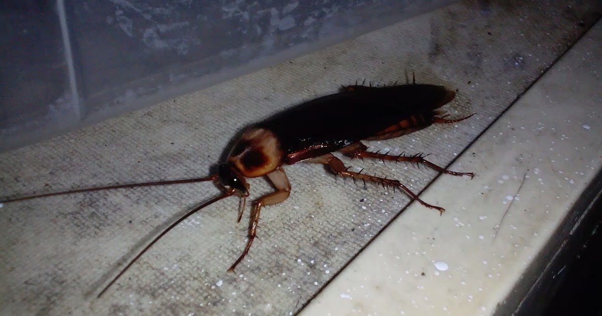Cockroach - Facts and Pest Control | Do It Yourself Pest Control