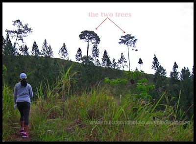 Bukidnon Photo Journal: Two Trees No More