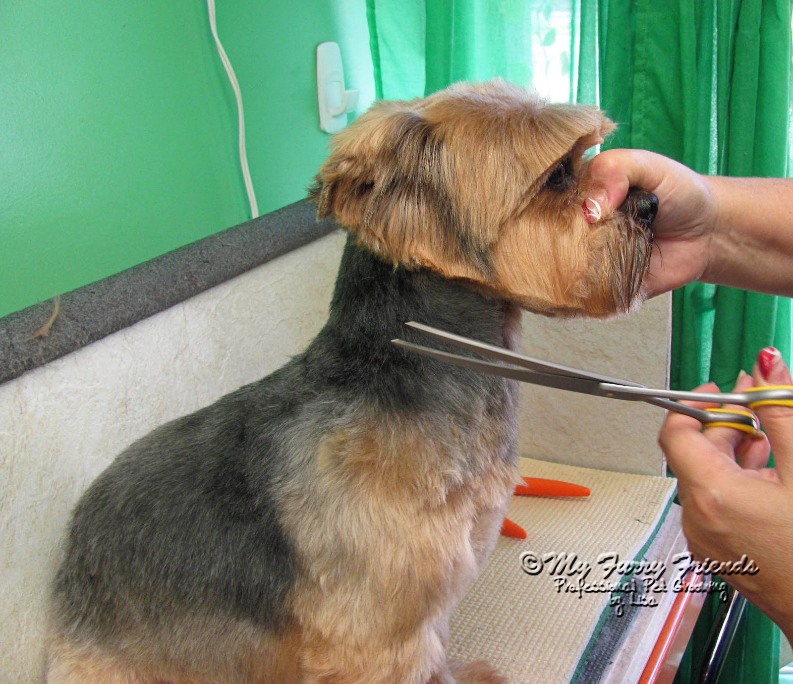 Can A Left Handed Person Use Right Handed Dog Grooming Scissors