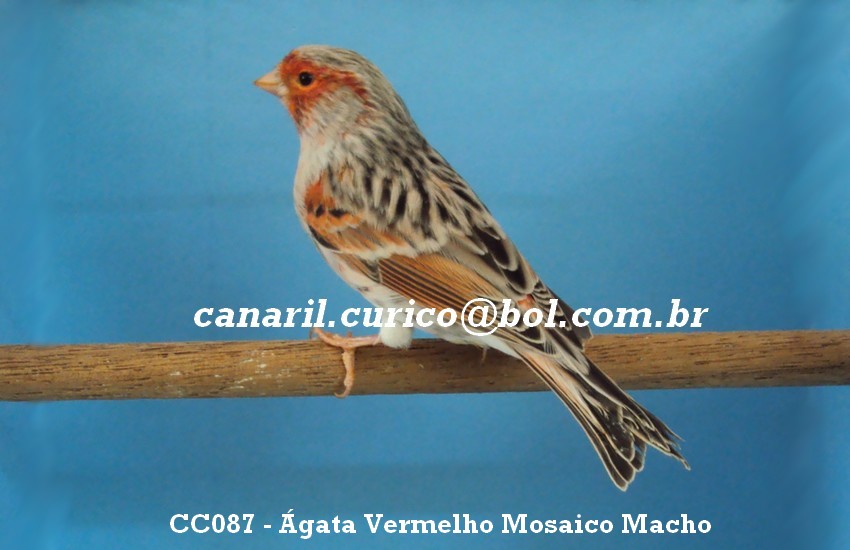 Canaril Curico - Canário de Cor: Fotos Canários