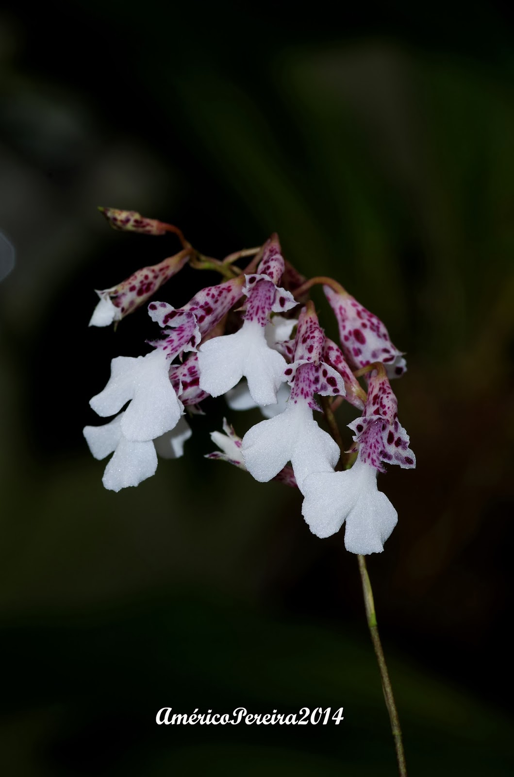 Orquídeas soltas: Rodriguezia decora