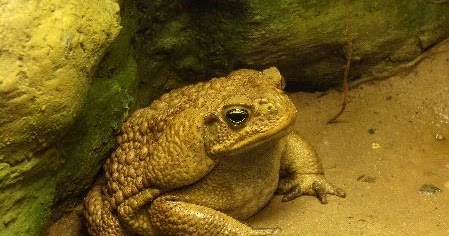 Los cuentos de la china: Sapo