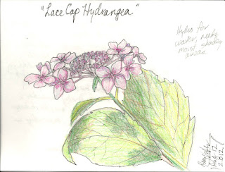 Amy's Art Journal: Bunchberry & Hydrangea