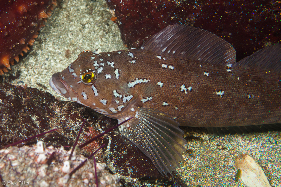 Greenling