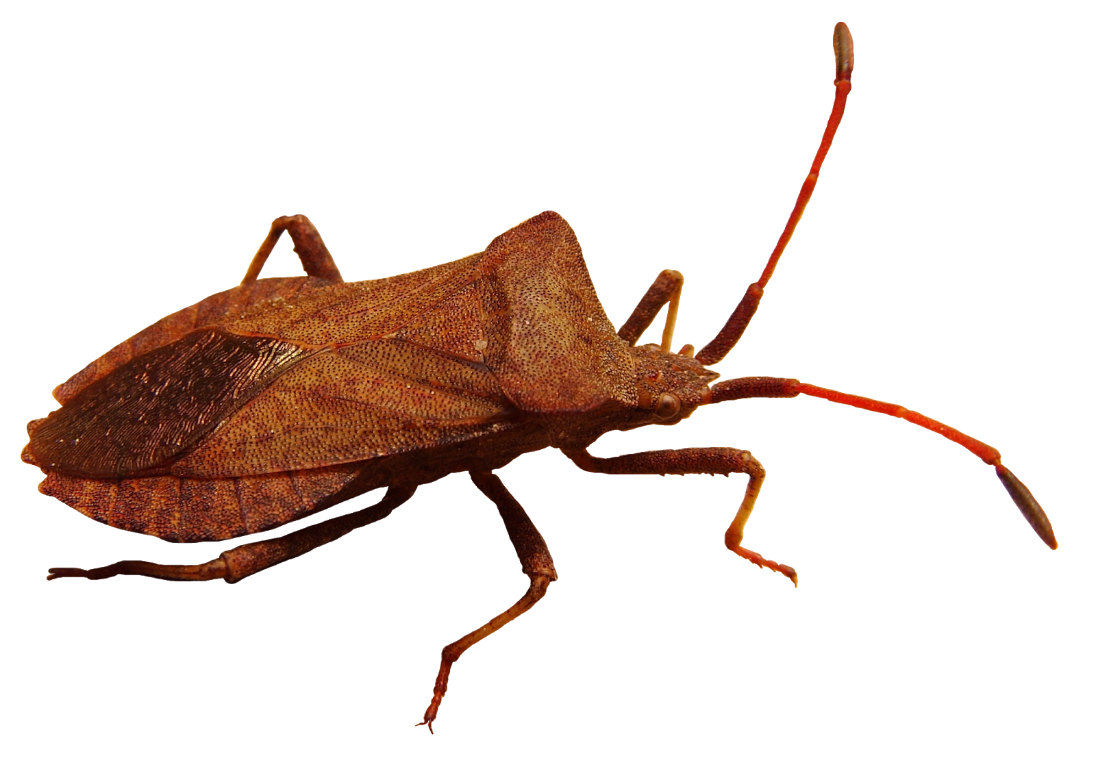 KRIKART Imágenes libres de derecho de autor: Insectos en PNG, descarga ...