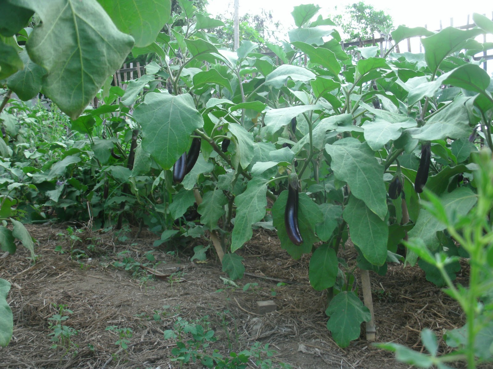 Mindoro 21st Century Association